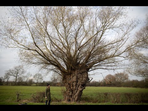 Ancient Pollarded and Coppiced Willows: The under appreciated wetland tree.