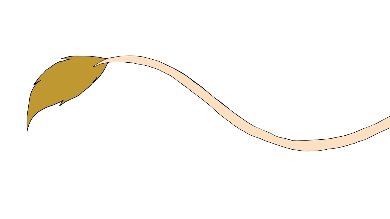 Tail animation test