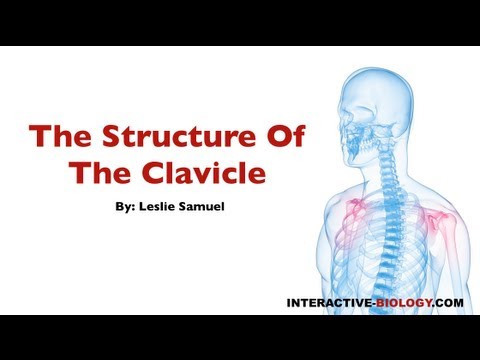 074 The Structure Of The Clavicle