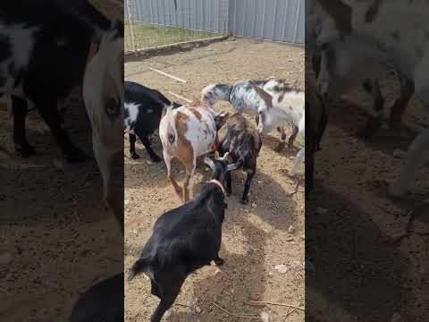 Goats Get Pumpkin Spice Treat 🐐😃