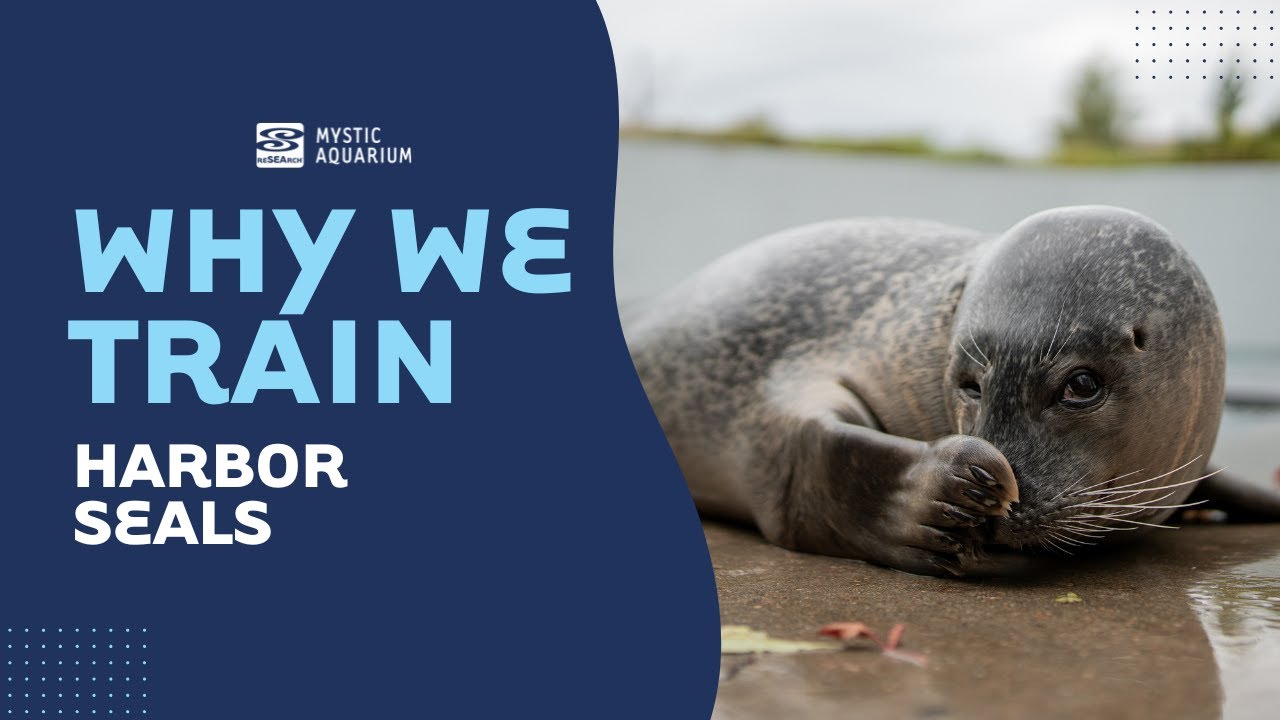 Why We Train - Harbor Seals