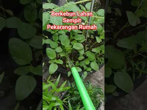Berkebun Sayur Lahan Sempit #berkebun #berkebundilahansempit