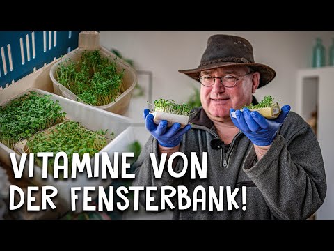 Rucola, Chia & Kresse anbauen! 🍀 - Microgreens selber ziehen auf der Fensterbank