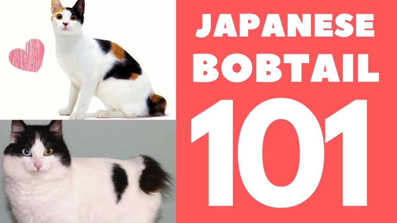 Japanese Bobtail Cat 101 : Breed & Personality