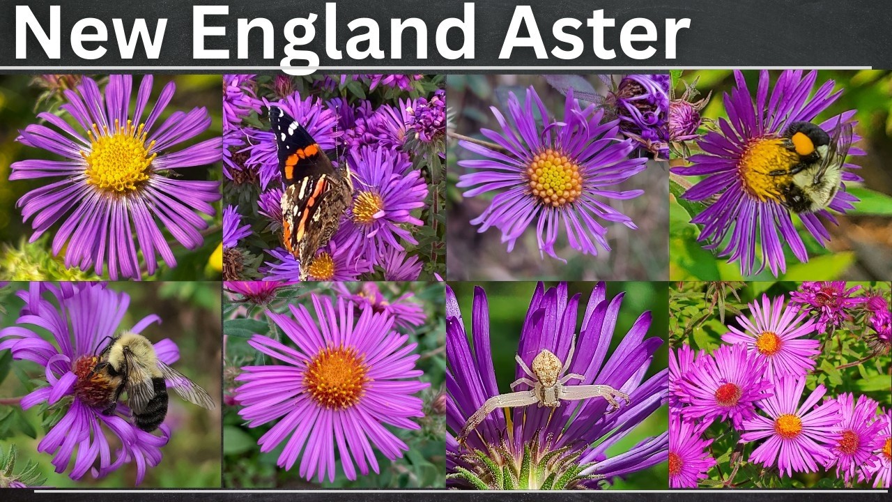 New England Aster - A Complete Profile