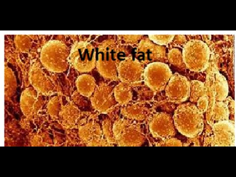 White Adipocyte Cells: Beyond Fat Storage