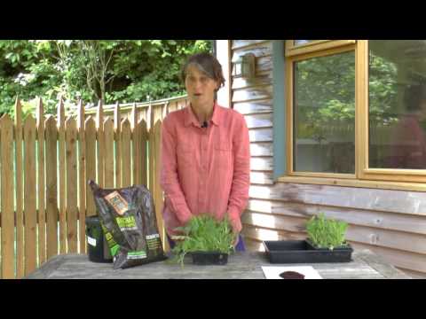 Using Biochar in the garden
