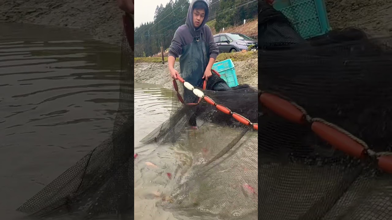 Fishing 🎣 for 1 Tonne of koi with Maruhiro San #nishikigoi #koifish #koipond