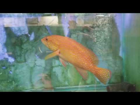 Miniatus Grouper $199 - Sri Lanka