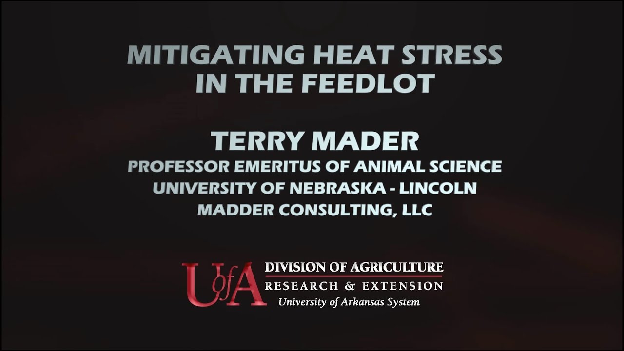 Mitigating Heat Stress in the Feedlot