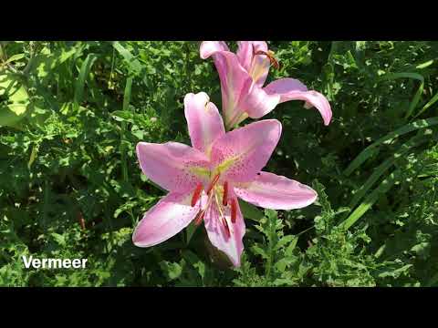 Asiatic Lilies Part I