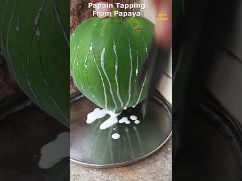 Papain Tapping From Papaya