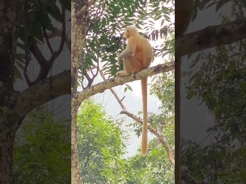 Gee's golden langur (Trachypithecus geei) #travelbhutan #langur #yourubeshorts #nature