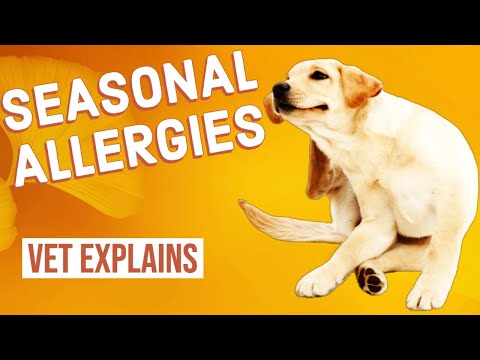 Seasonal Allergies in Dogs