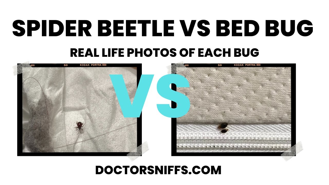 Spider Beetle vs Bed Bug (Which is Which?)