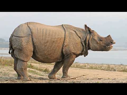 Animals with I