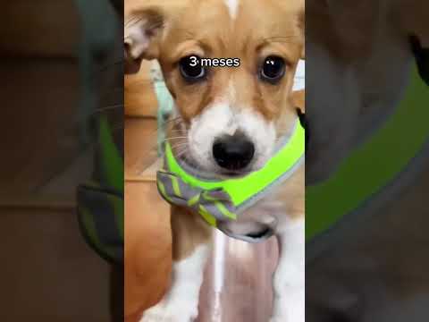 Toby cumple 7 meses 🫶 #dog #vlog #fyp