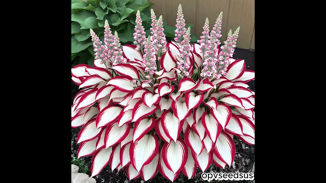 🌿✨ The Enchanting Hosta – Gorgeous Red & White Striped Giant Hostas! 🌸🌱