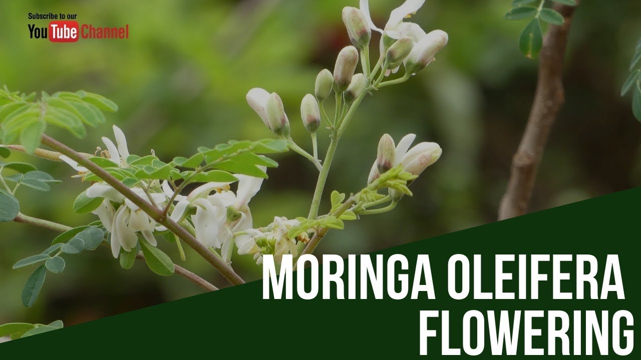Moringa Oleifera  Flowering ! OH NO !! PART 1