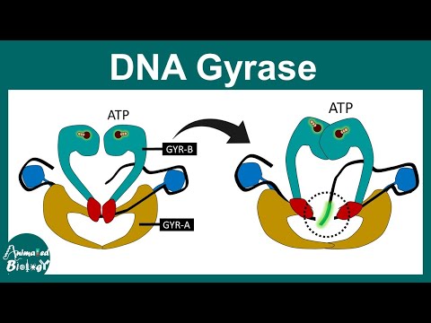 DNA Gyrase