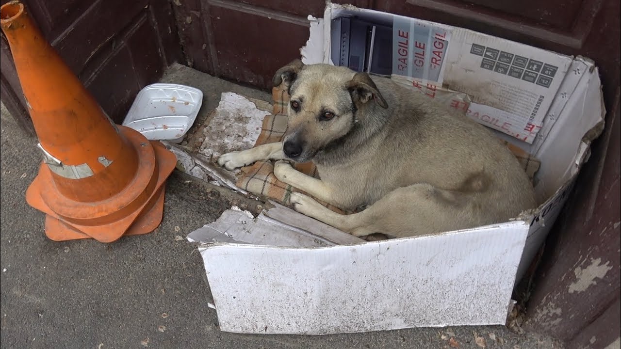 Homeless Dog Spends Entire Life on Streets, Finds New Hope with ...
