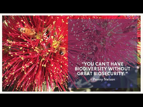 Penny Nelson: Te Mana o te Taiao – when nature is thriving