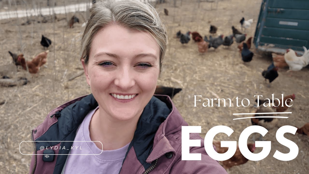 Farm to Table Chicken Eggs + Collecting Eggs + Over 100 Hens