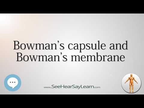 Bowman's capsule and Bowman's membrane Anatomy Named After People 🔊