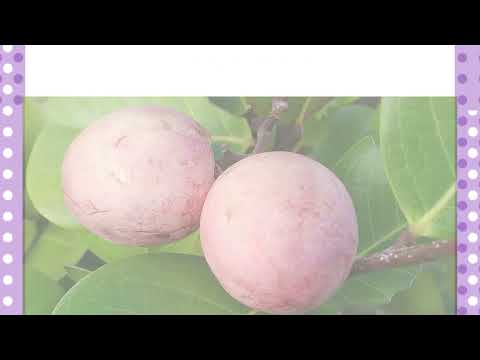 FRUIT THAT START WITH A - Z | Fruits Name List