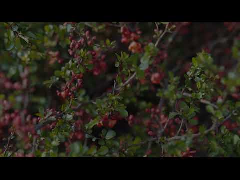 Ahmad Khedr SURAH AL BAQARAH VERSE 285 amazing heart melting voice❤️ Soothing Quran