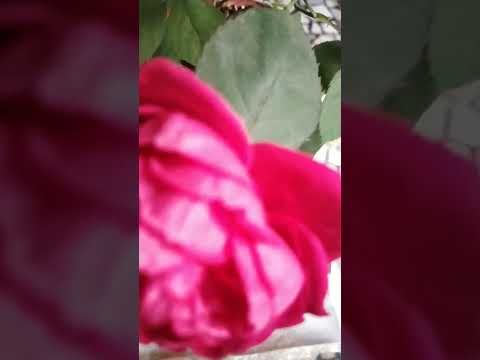 #shorts #shortfeed #shortsfeed #short #rose #flower #viralbanno #reels