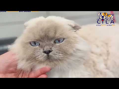 Banhos e Tosquias Gatos em Lisboa