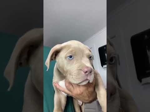 Ear cropping 👂🔥 #bully #breeder #crop #viralshorts #dog #today