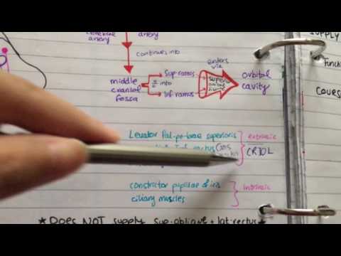 Occulomotor Nerve Path + Lesions| Cranial nerves MADE EASY