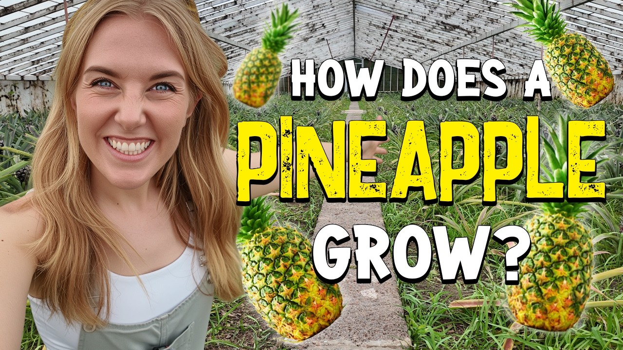 How Does a Pineapple Grow? | Maddie Moate