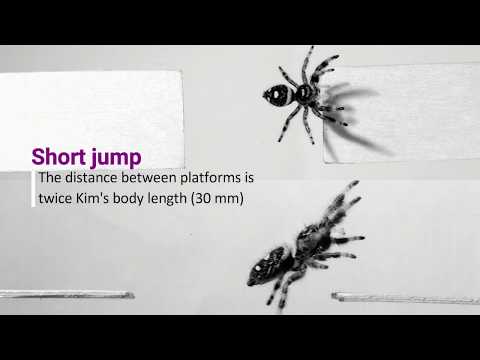 Scientists Trained a Spider to Jump on Command