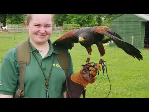 Go Active Falconry Centre goes Medieval