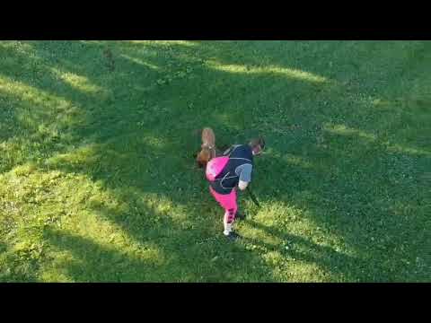 Circles for loose leash walking (Part One)