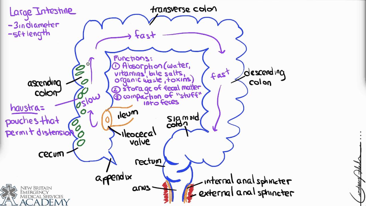 Large Intestine & Defecation