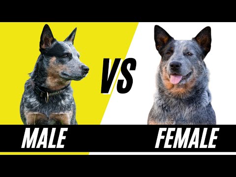 Male VS Female Blue Heelers - Difference in the Australian Cattle Dog Gender