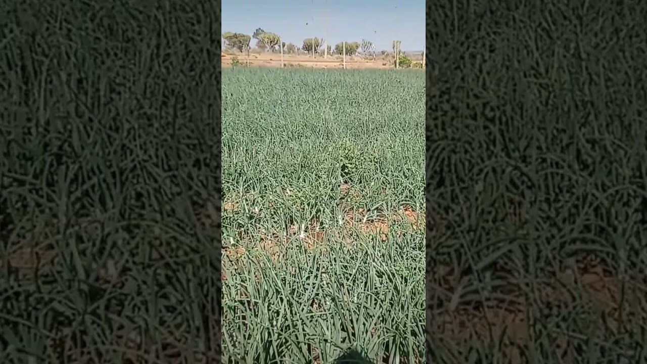 How to Grow onions for maximum production