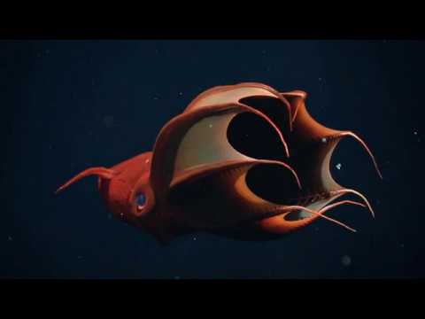 Cephalopod Documentary (iDig Project, 2016)