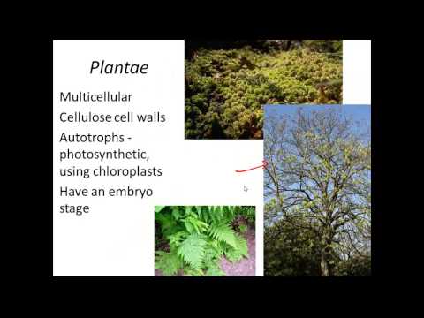Five Kingdoms and Three Domains for A-Level Biology