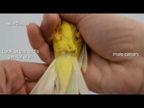 How to tell if your canary bird is male or female – mbirdTraining