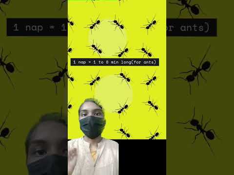 How many hours did ants sleep?| Power Nap| Tamil |Achaiya Sekar #shorts #achaiyasekar