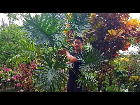 HOW TO PROPAGATE PHILODENDRON SELLOUM HOPE | PAGPAPARAMI NG SELLOUM | Fel Pacs