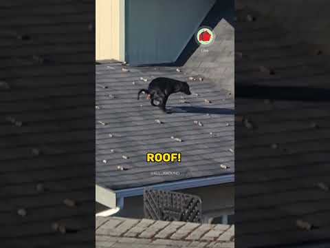 Dog Poops #shorts