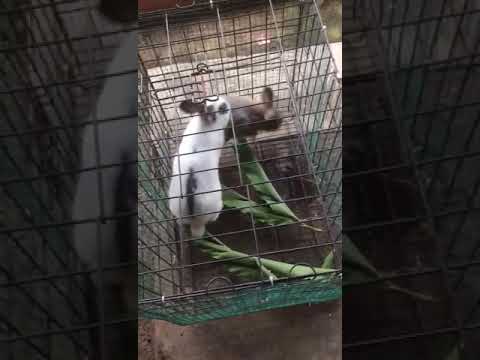 Rabbit mating sound