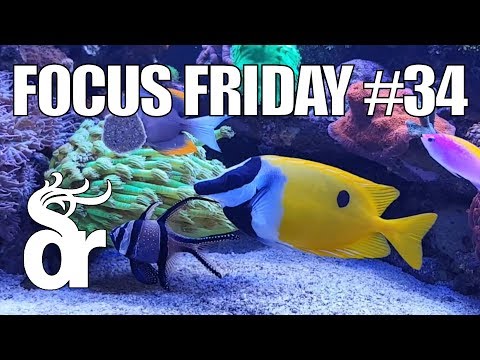 FF#34 | Keeping a Foxface (Siganus) in your Reef Tank