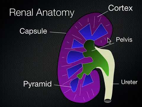 Ultrasound Kidney and Bladder/must see / very imp